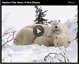 Observing polar bears and their cubs: WWF on ABC's Nightline | WWF