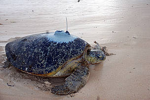 Tracking turtles at sea | WWF