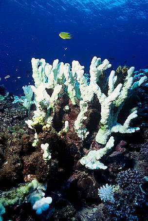 A Global Protocol for Assessment and Monitoring of Coral Bleaching | WWF