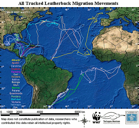 Where are the leatherback turtles? | WWF