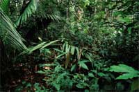 Climate Change Impacts in the Amazon - Review of scientific literature ...