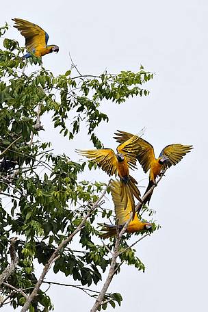 Ecotourism could help the Amazon reduce deforestation and handle ...