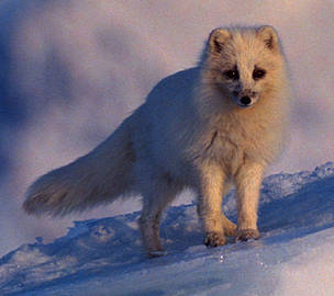 Climate change likely culprit as arctic fox faces extinction | WWF