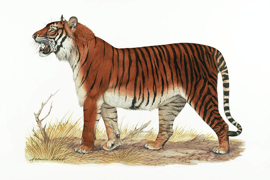 Balinese Tiger Drawing