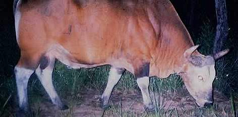 Banteng | WWF