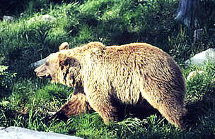 Attention: l’ours brun est de retour en Suisse | WWF