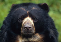 A spectacular spectacled bear story | WWF