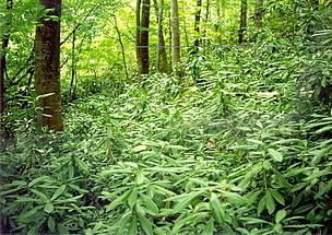 Forest Campaign wins hearts in Bulgaria | WWF