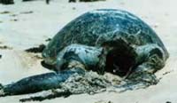 Beheaded turtles washing ashore in Mozambique | WWF
