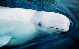 TOTAL DE BALLENAS CAPTURADAS EN ACTIVIDADES BALLENERAS DESDE LA ENTRADA ...