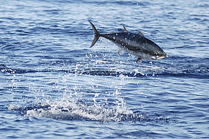 Swimming with Tuna in the Coral Triangle? | WWF