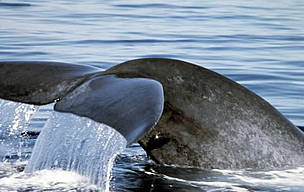 Chile’s marine conservation efforts on show and more protection needed ...
