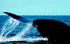 Blue whales, a unique opportunity for marine conservation in Chile | WWF