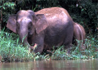 New elephant subspecies discovered | WWF