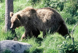 Bear facts - Audio Interview on bears in the Carpathians | WWF