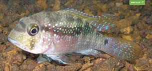 Endemic fish in the Upper Watershed of the Paraguay River | WWF