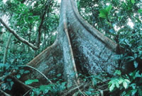 Congo forest company goes “green” | WWF