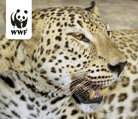 WWF and Marriott Armenia launch one-month leopard campaign | WWF