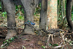 Elephants made homeless on Indonesian island of Sumatra | WWF