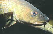 Careful management can bring Baltic Sea cod back | WWF