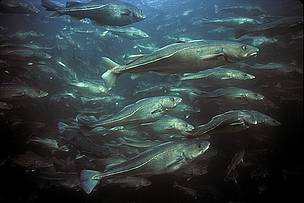 Bycatch slows recovery of Grand Banks Cod | WWF
