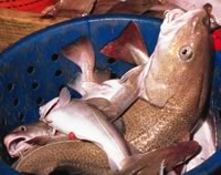 Deciding the future of Baltic cod fisheries | WWF