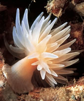 Irish Government takes major step to protect coral reefs | WWF