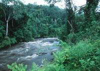 Funding approved for trans-boundary conservation project in the Congo ...