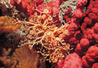 Atlantic fisheries commission protects cold-water corals from trawling ...