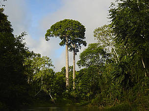 Programa Forestal de WWF avanza en El Darién panameño | WWF