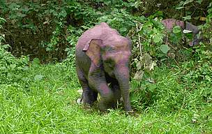 Kinabatangan: Borneo's elephants are an evolutionary significant unit ...