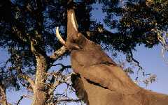 CITES takes complex ivory trade decisions | WWF