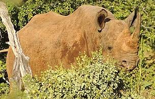 Needle in a haystack: Tracking a black rhino | WWF