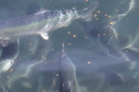 New research links fish farms to sea lice in wild fish | WWF