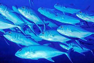 Fishery Improvement Projects in Indonesia | WWF