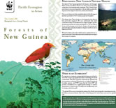 Forests of New Guinea Ecoregion | WWF