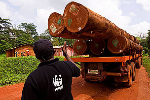 Sustainable management of priority forests increases | WWF