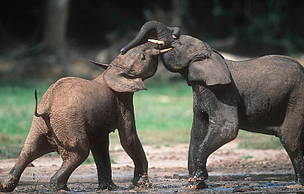 Questions and Answers on two species of African Elephant | WWF