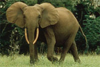 More ivory than elephants in three West African countries | WWF