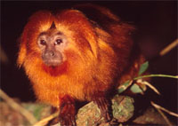 New protected area for the golden lion tamarin in Brazil | WWF