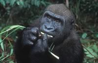 Conservation of Africa's Great Apes | WWF