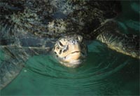 Turtle Excluder Devices now law in Mozambique! | WWF