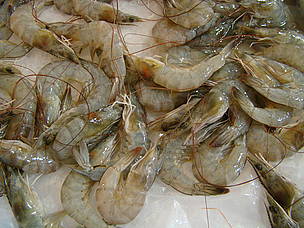 Australian prawn fishery tries for major certification | WWF