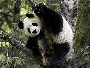 CHINA - Giant panda protection network | WWF