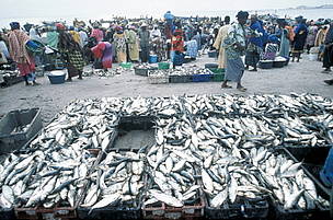 SENEGAL - Creation of a Marine Protected Area network | WWF