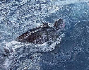 Location and movements of Gurí, tagged in International Waters | WWF