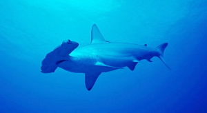 Saving sharks with magnets | WWF