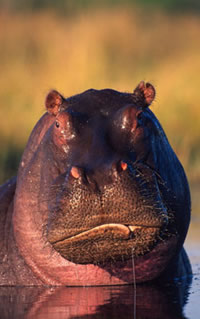 World’s biggest hippo population decimated | WWF