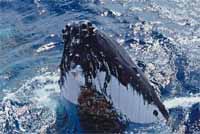 Protecting the Southern Ocean's living resources | WWF
