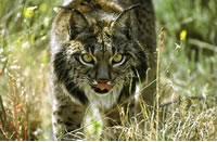 World’s most endangered cat species threatened by EU funds | WWF